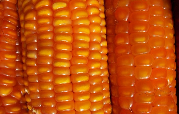 El maíz Flint, otro cultivo producido en Argentina que explota en ...